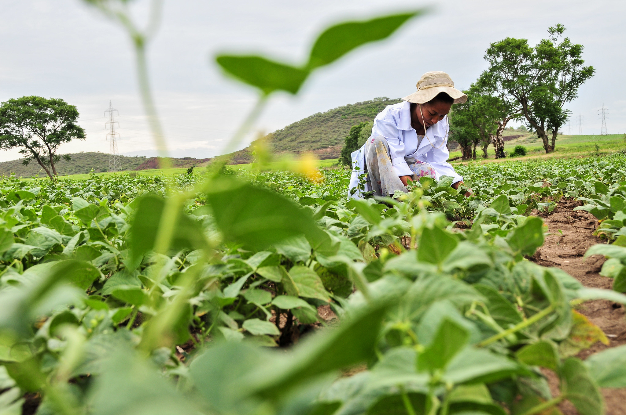 SPIA Small Grants: Studies on Agricultural Innovations in Ethiopia ...