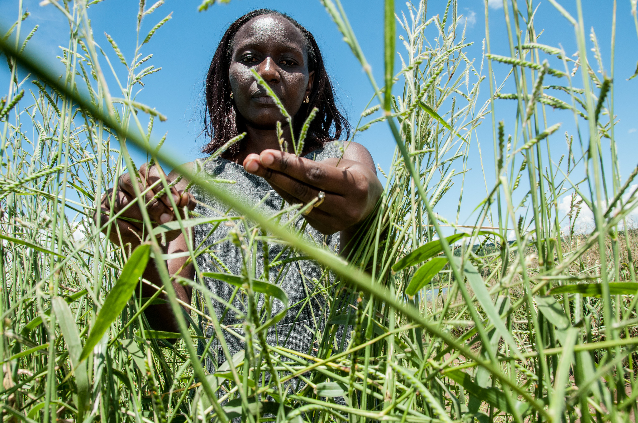 Can Diffusion Strategies Adapted to the Characteristics of CGIAR ...