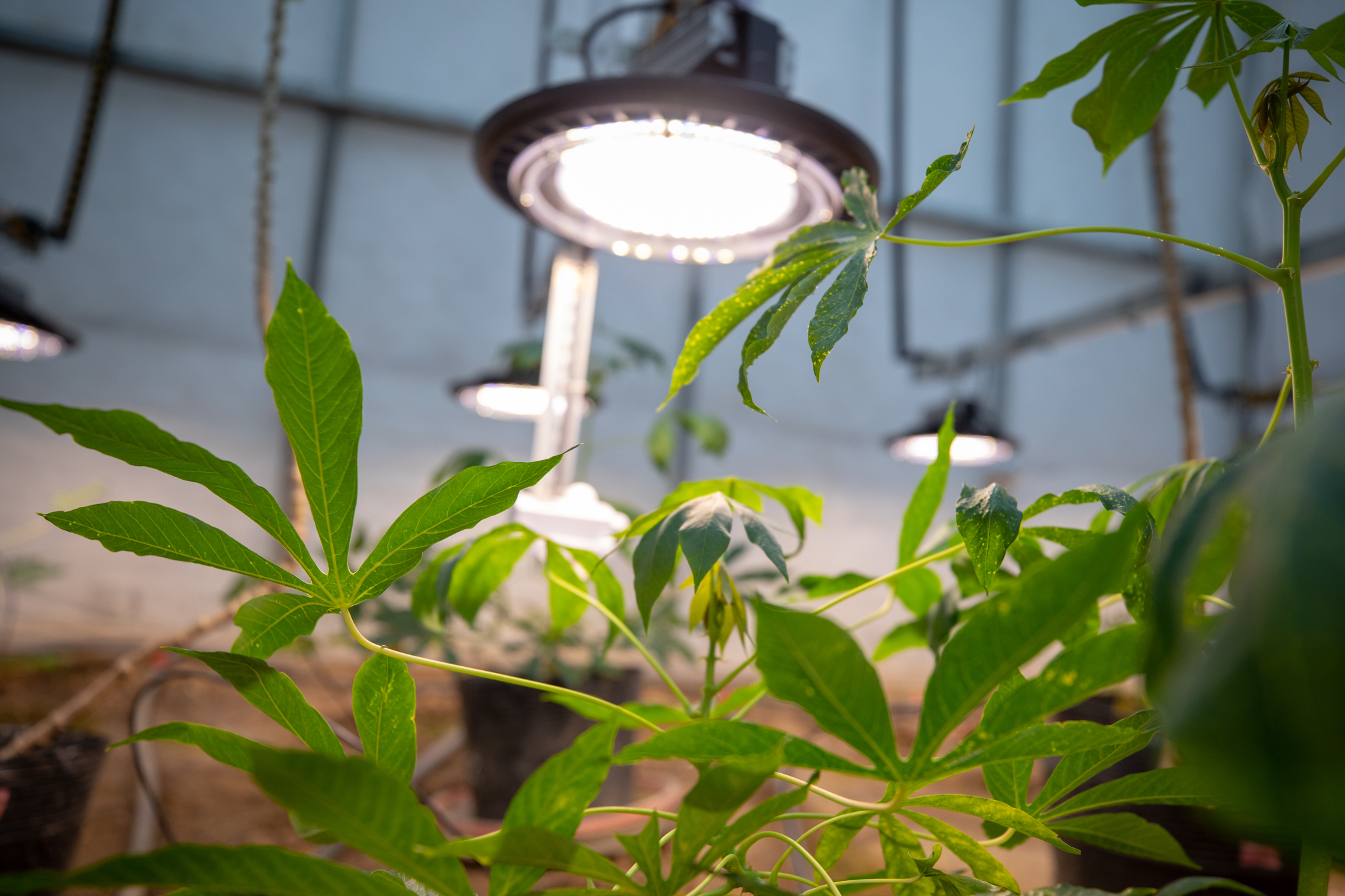 SPIA Participation at the 2025 AAEA Annual Meeting | IAES | CGIAR ...